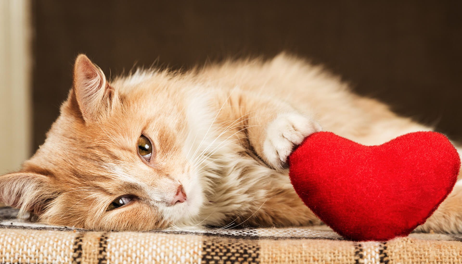 Signs of Heart Trouble - BluePearl Pet Hospital