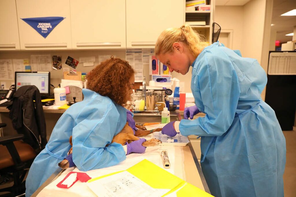 Transitional Cell Carcinoma in Dogs - BluePearl Pet Hospital