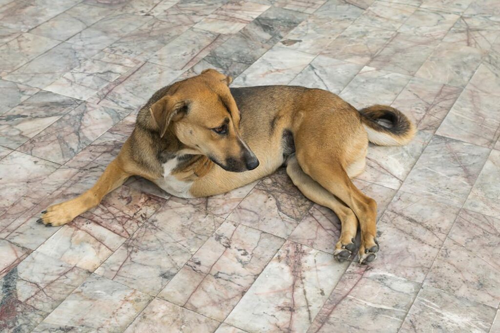 Limb Amputation in Dogs and Cats - BluePearl Pet Hospital