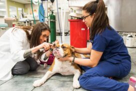 BAER Test for Hearing Loss - BluePearl Pet Hospital