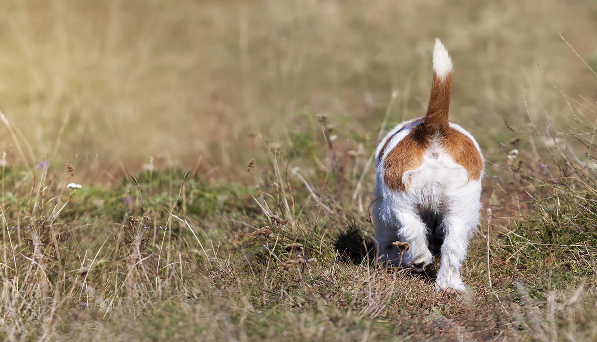 Dermatophytosis (Ringworm) - BluePearl Pet Hospital