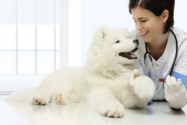 Limb Amputation in Dogs and Cats - BluePearl Pet Hospital