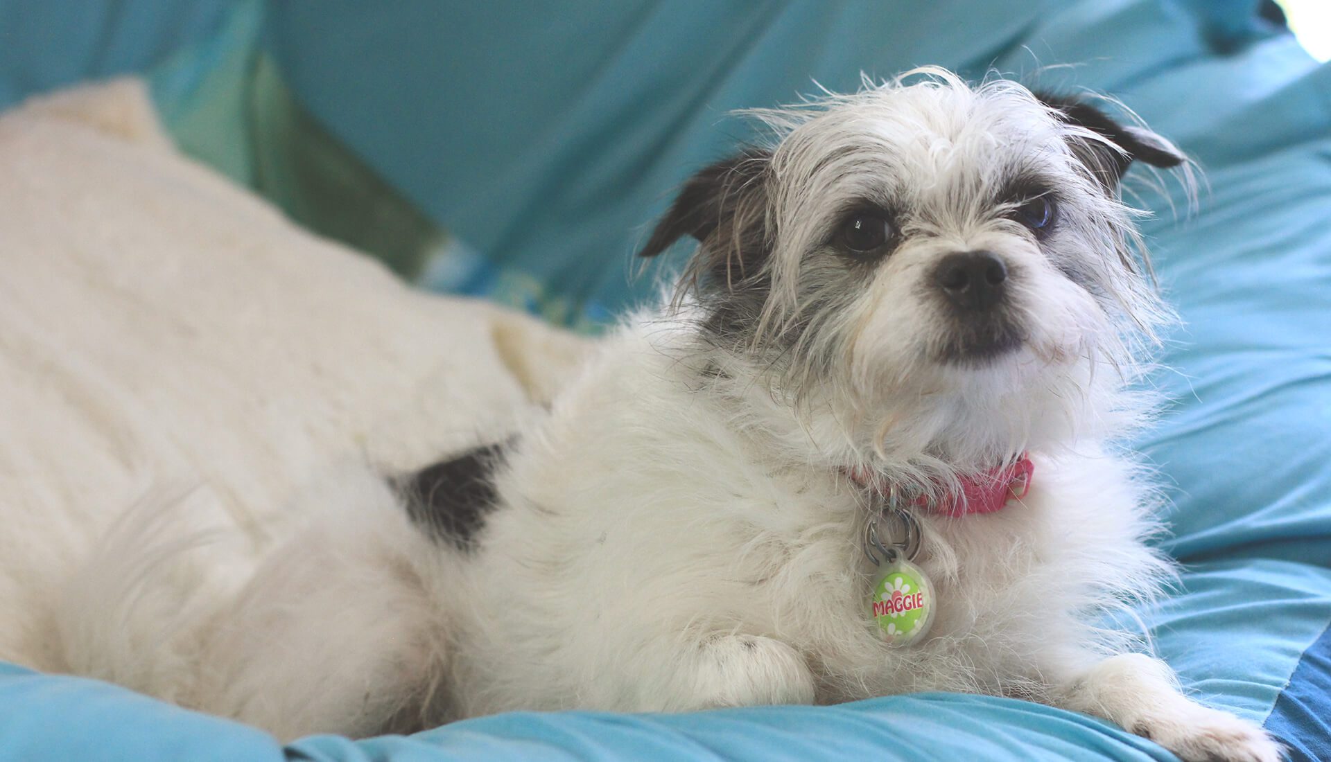 Snookie the Dog Needed Cancer Surgery - BluePearl Pet Hospital