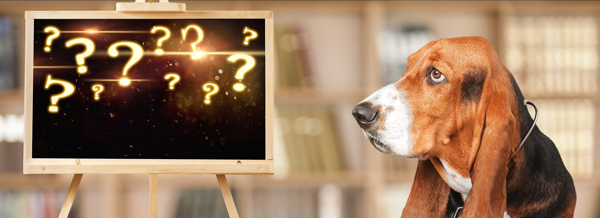 DVM FAQs Seattle Renton - BluePearl Pet Hospital