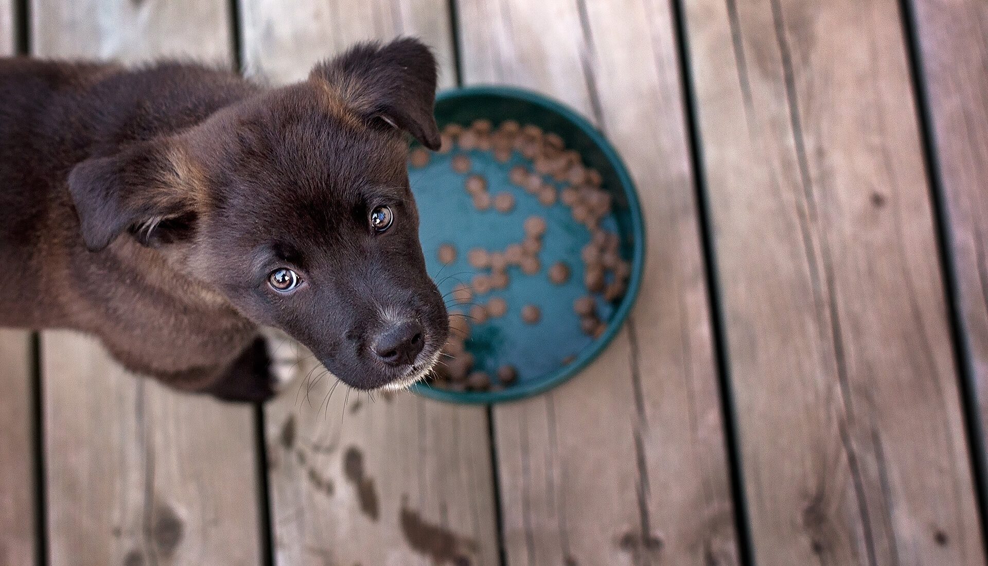 Vital Pulp Therapy for Dogs - BluePearl Pet Hospital