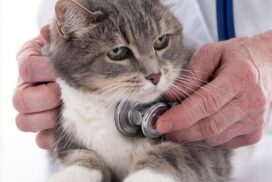 Meningitis and Encephalitis in Dogs and Cats - BluePearl Pet Hospital