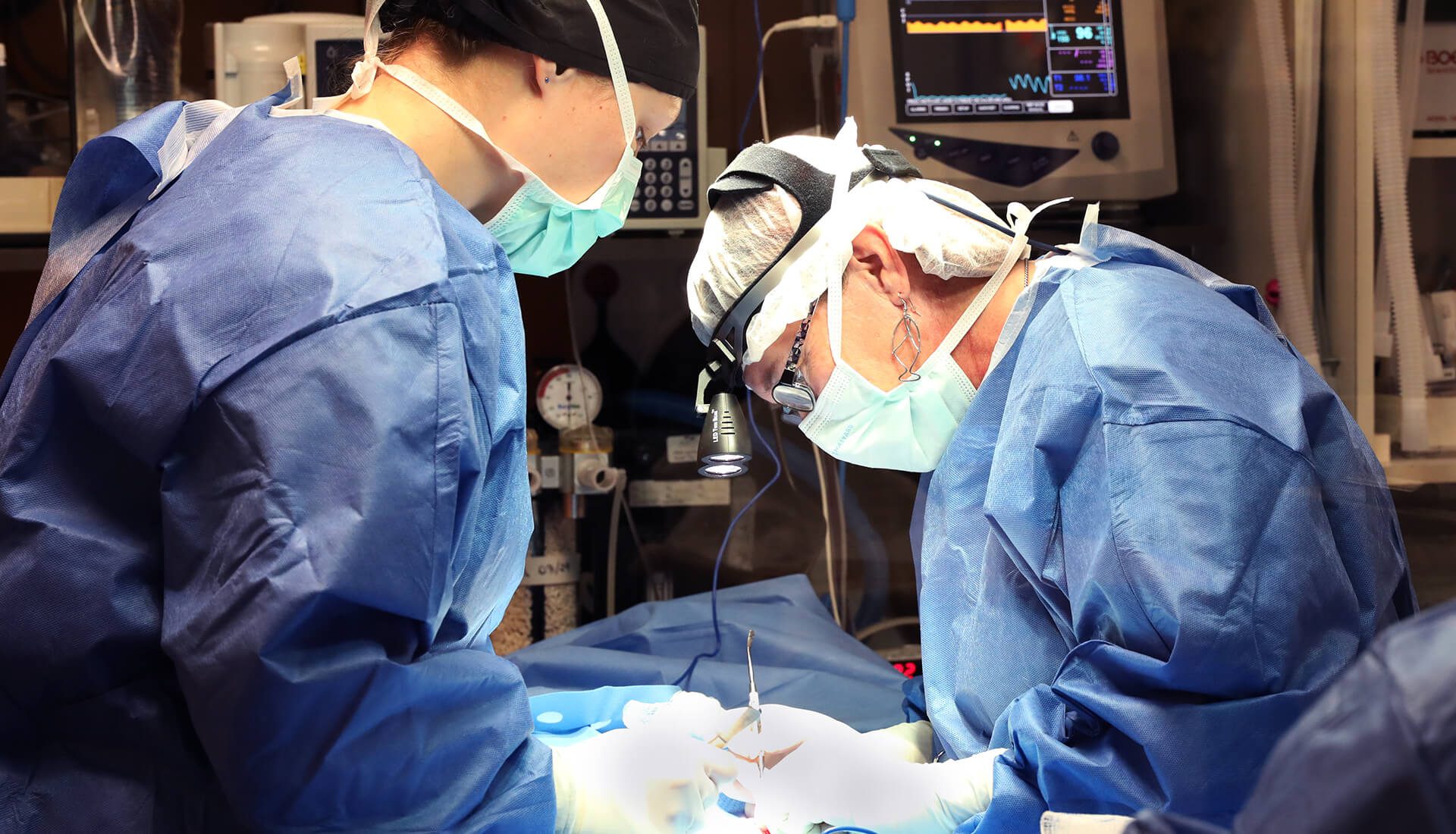 Finding Comfort in the Face of Cancer - BluePearl Pet Hospital