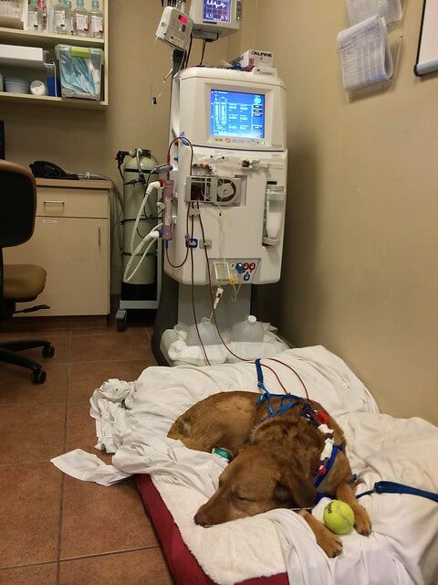 Hemodialysis for Pets | BluePearl Specialty + Emergency Pet Hospitals