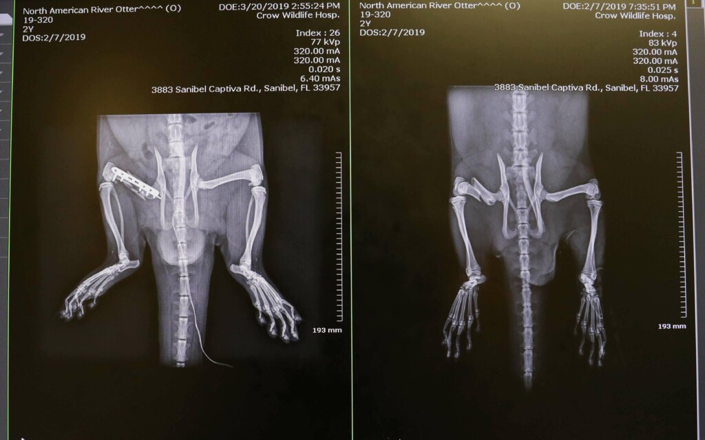 River Otter Returns to the Wild - BluePearl Pet Hospital