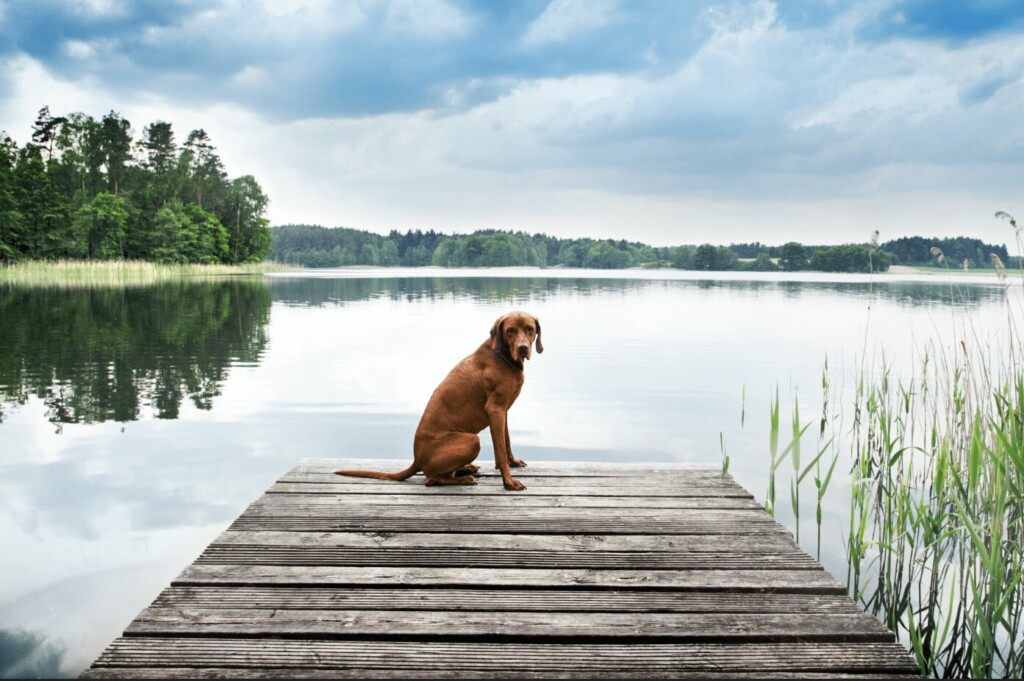 Blue-Green Algae and Pets - BluePearl Pet Hospital