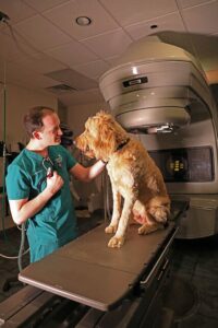 Radiation Oncology | BluePearl Pet Hospital