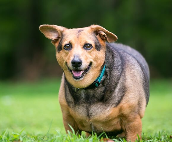 Treating Canine and Feline Obesity - BluePearl Pet Hospital