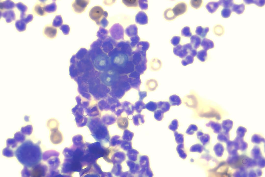 Blastomycosis: A Fungus Among Us - BluePearl Pet Hospital