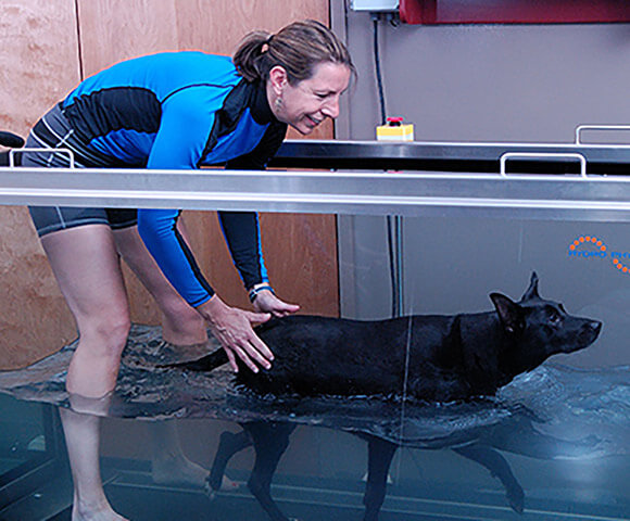 Georgia Veterinary Rehabilitation FAQs - BluePearl Pet Hospital