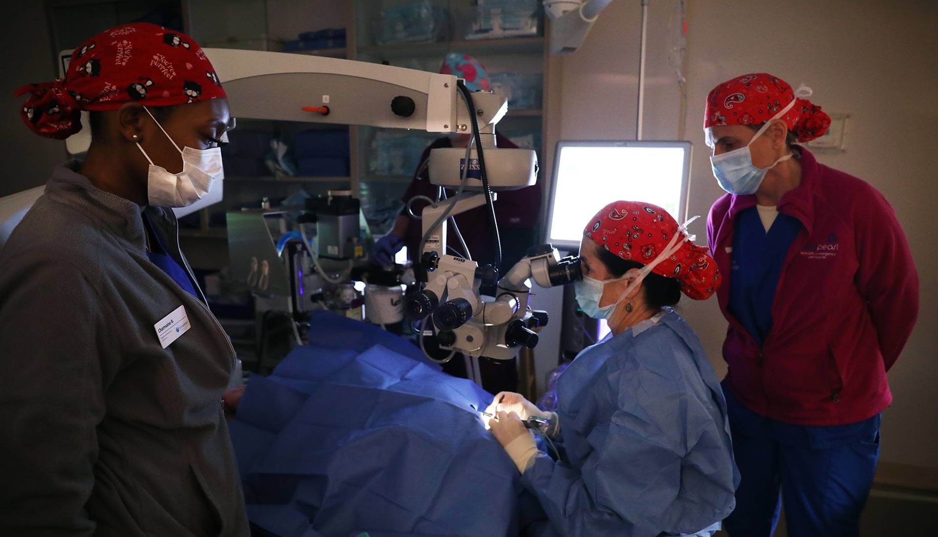 Cataracts in Dogs | Cataract Surgery Story - BluePearl Pet Hospital