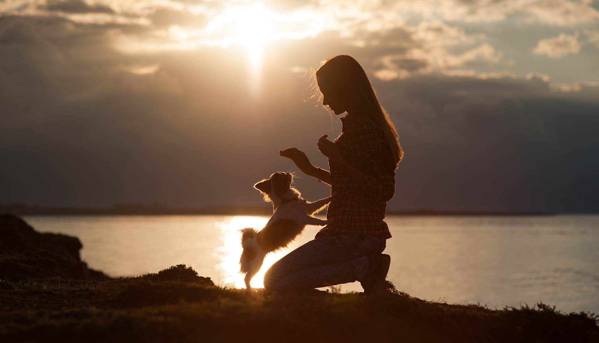 Dog Reunited with Owner After 8 Months | BluePearl