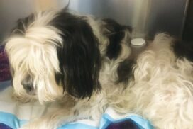 Gastroprotectants - BluePearl Pet Hospital