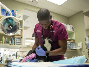 Why BluePearl - BluePearl Pet Hospital