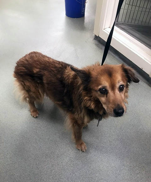 Handle With Care: Anesthesia for the Geriatric Patient - BluePearl Pet ...