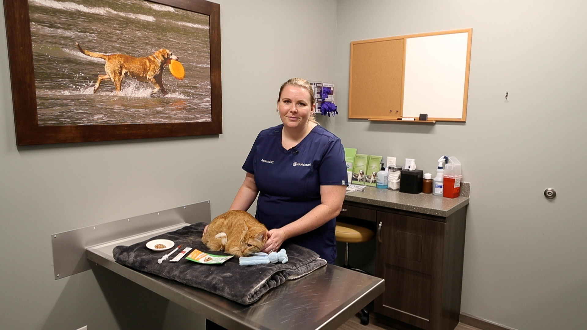 How to Give a Cat a Pill | How to Videos | BluePearl Pet Hospital