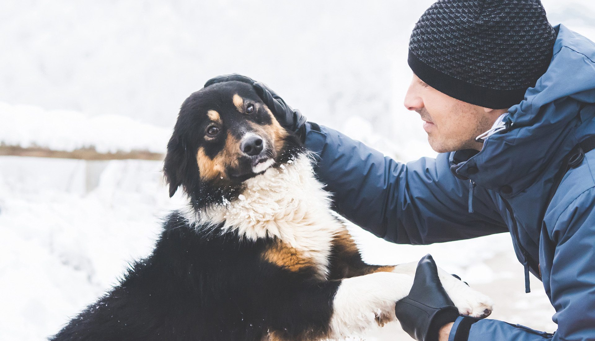 Winter Storm Safety: What Pet Owners Should Know - BluePearl Pet Hospital
