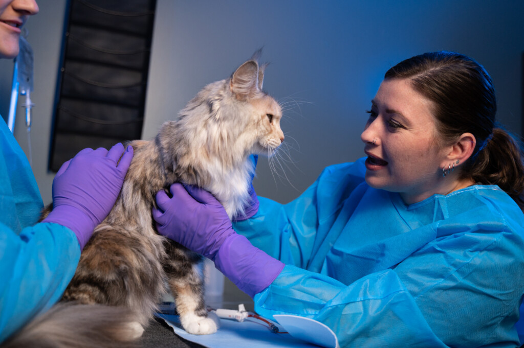 Radioiodine I 131 For Cats BluePearl Pet Hospital