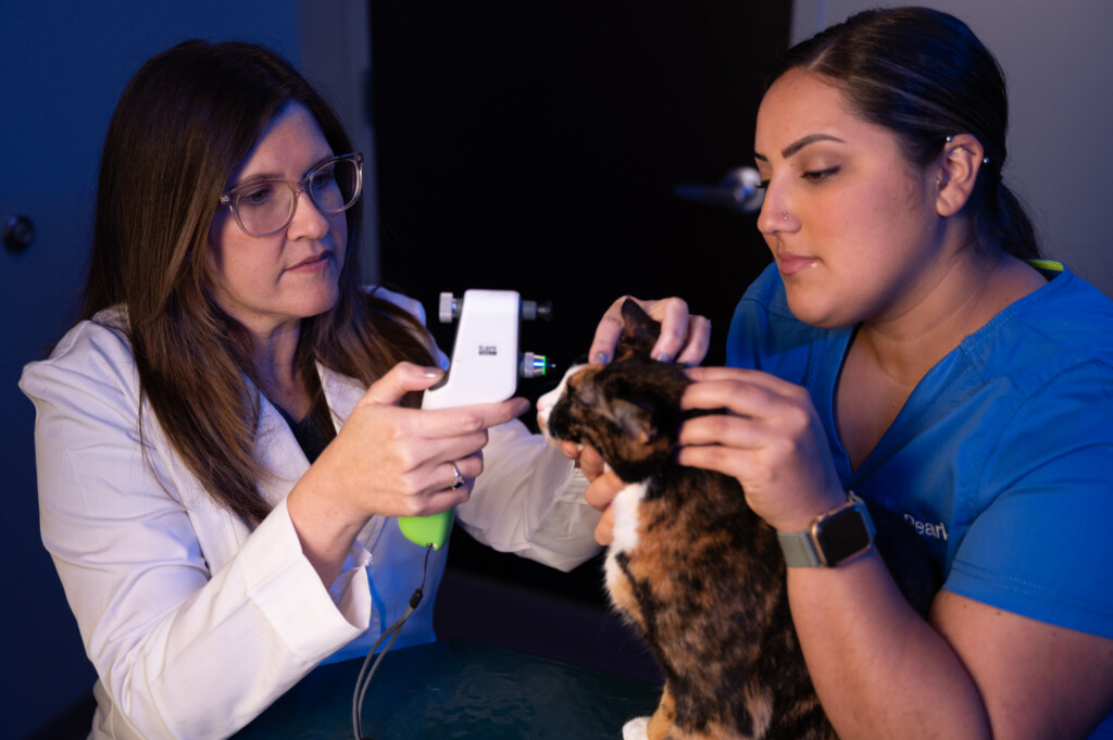 What is a Veterinary Specialist? - BluePearl Pet Hospital