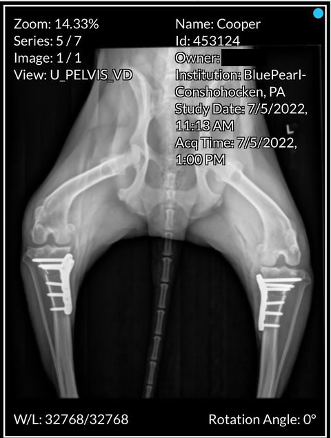 Cooper’s TPLO Story: From Torn ACL to Bionic Pup - BluePearl Pet Hospital