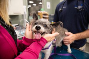 We’re Here When Your Pet Needs Us Most – Emergency Veterinary Medicine ...