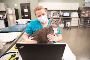 Emergency Veterinary Medicine by BluePearl Appleton WI