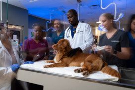 Emergency Veterinary Medicine by BluePearl Appleton WI
