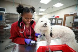 Veterinary Cardiology by BluePearl Southfield MI