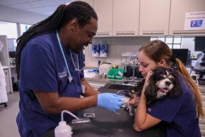 Veterinary Cardiology by BluePearl Southfield MI