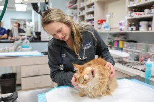Emergency Veterinary Medicine by BluePearl Appleton WI