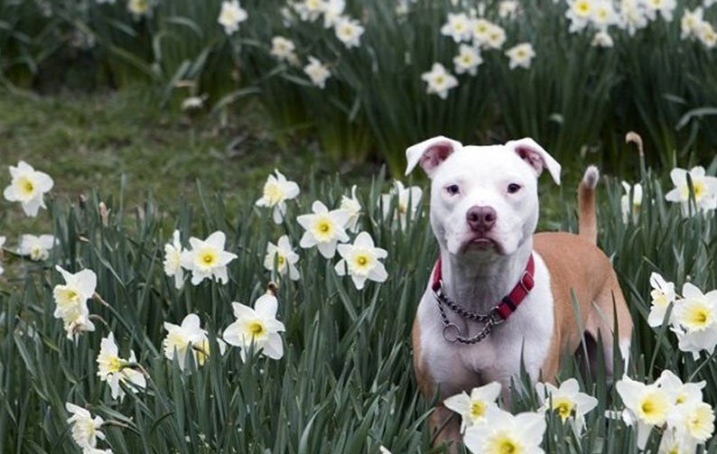 FAQ: Answering Your In-Home Pet Euthanasia Questions - BluePearl Pet ...