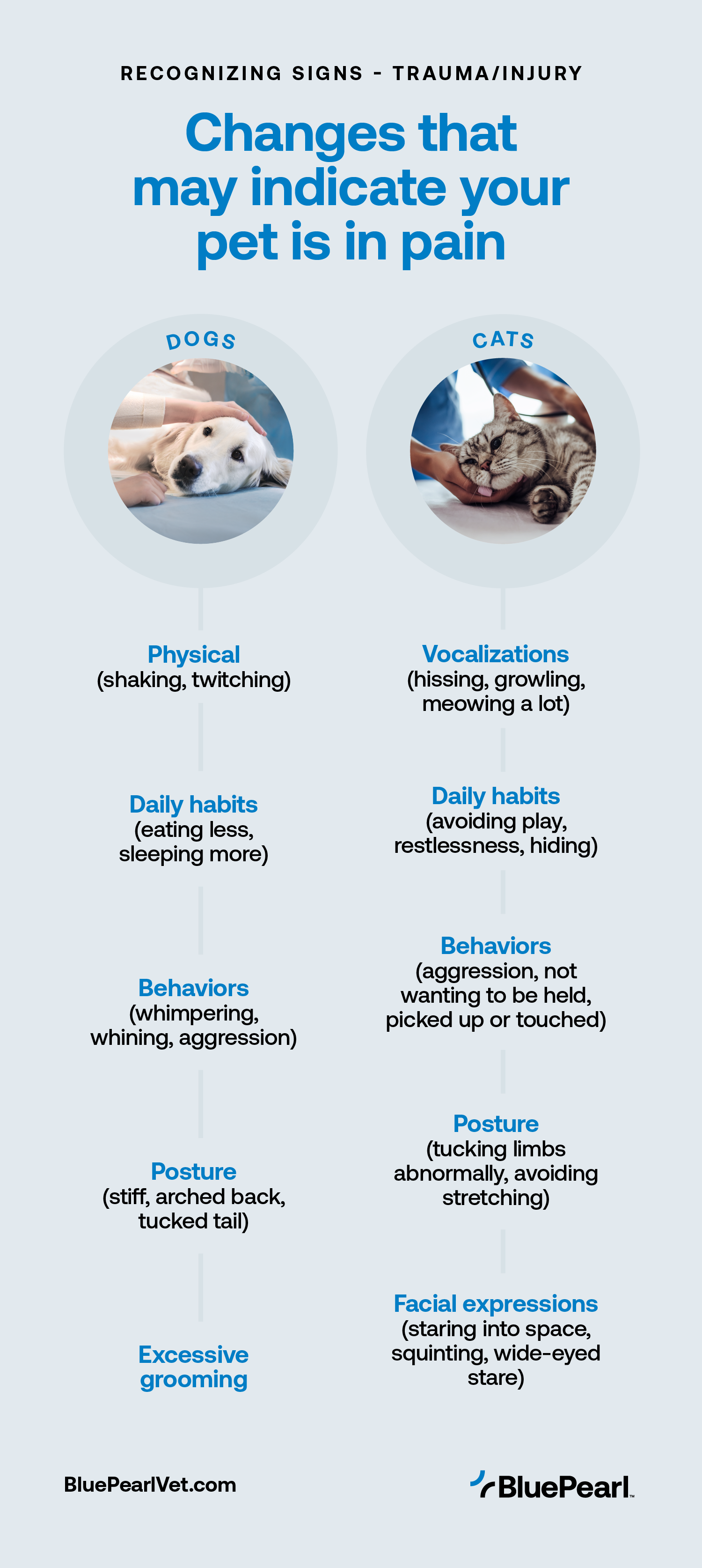 How to Recognize Signs of Trauma and Injury in Pets - BluePearl Pet ...