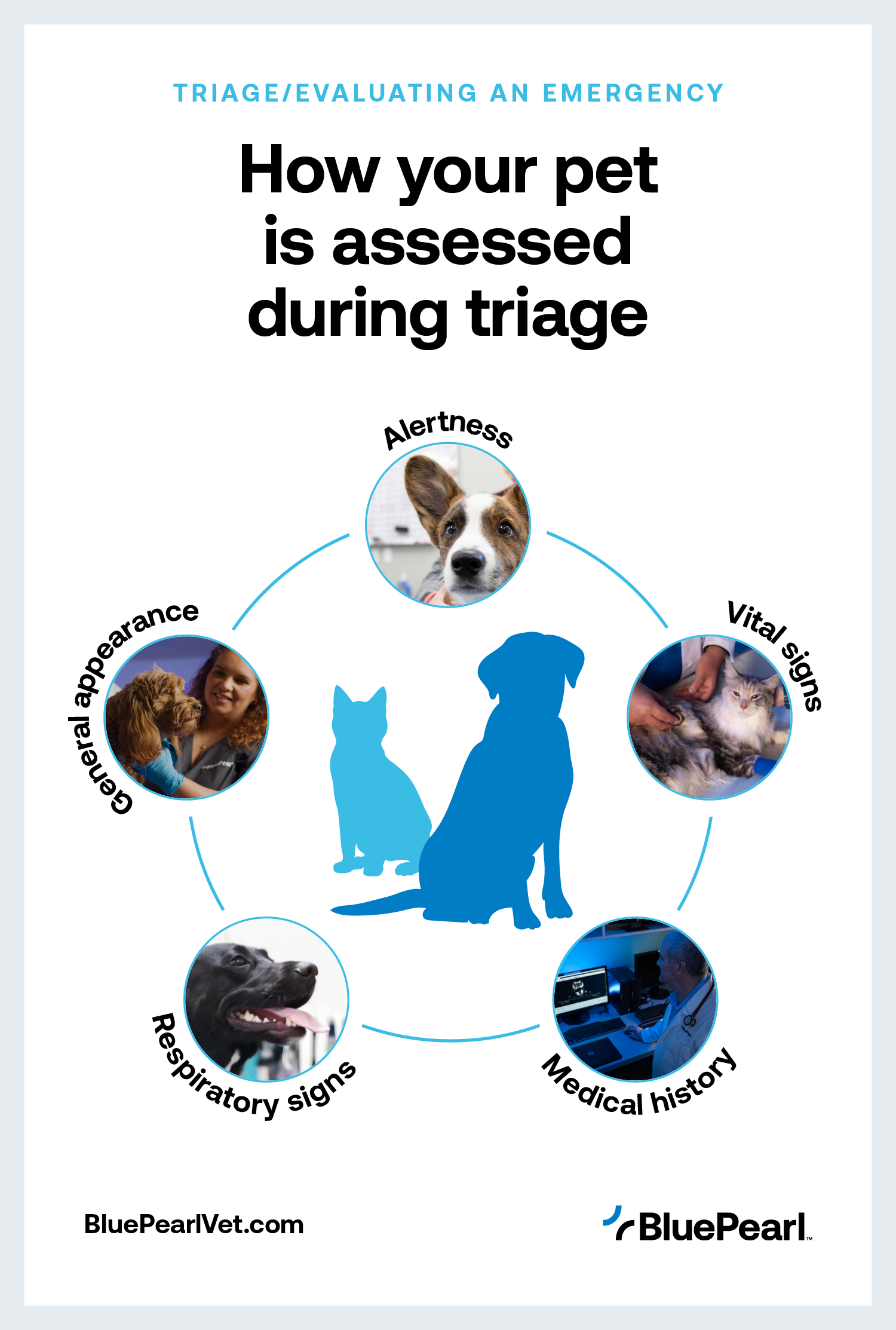 Triage at the Emergency Vet: Understanding Your Pet's Wait Time ...
