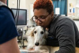 When Seconds Count: All About Veterinary Critical Care and the ICU ...