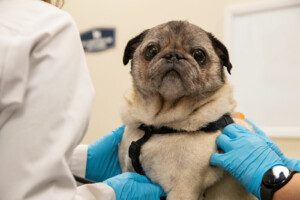 Your Complete Guide to Navigating Pet Emergencies - BluePearl Pet Hospital