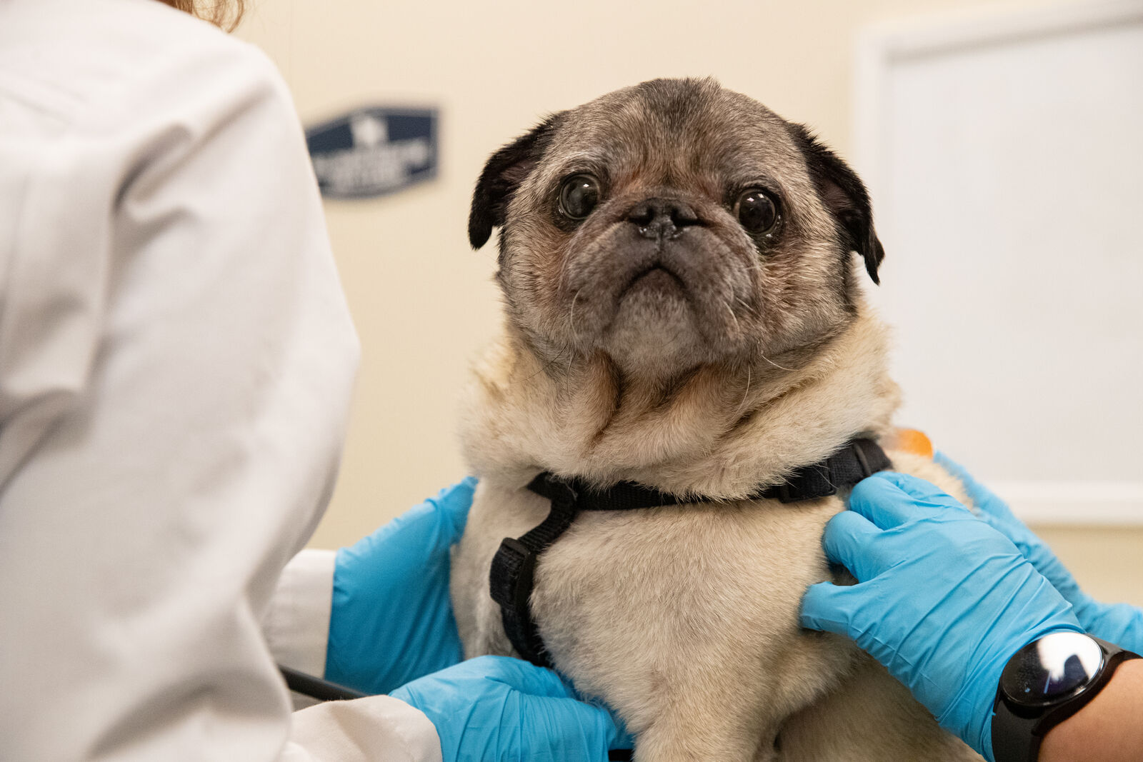 Triage at the Emergency Vet: Understanding Your Pet's Wait Time ...