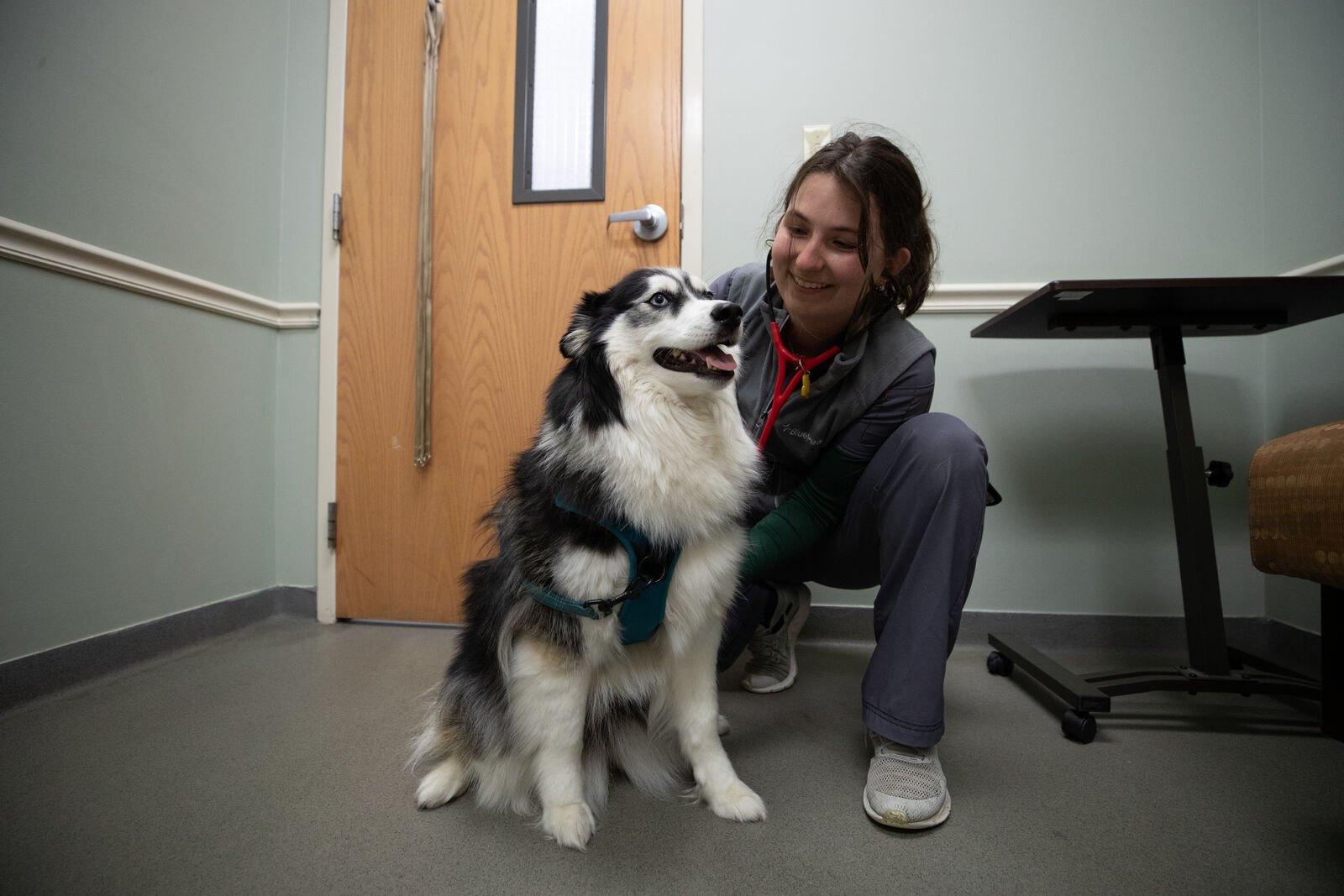 Your Complete Guide to Navigating Pet Emergencies - BluePearl Pet Hospital