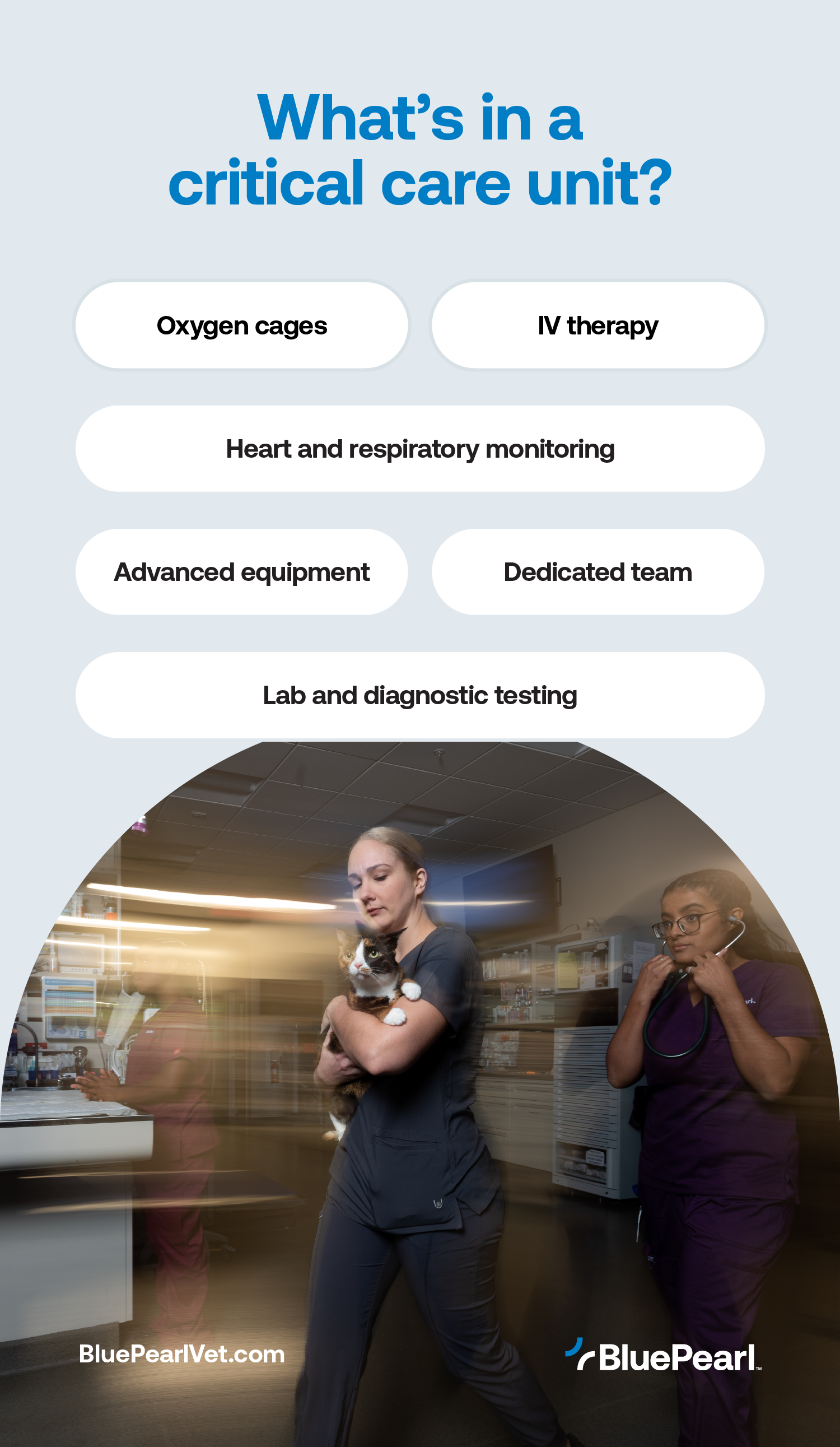 When Seconds Count: All About Veterinary Critical Care and the ICU ...