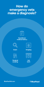 What’s Wrong with My Pet? The 10 Most Common Pet Emergencies and ...