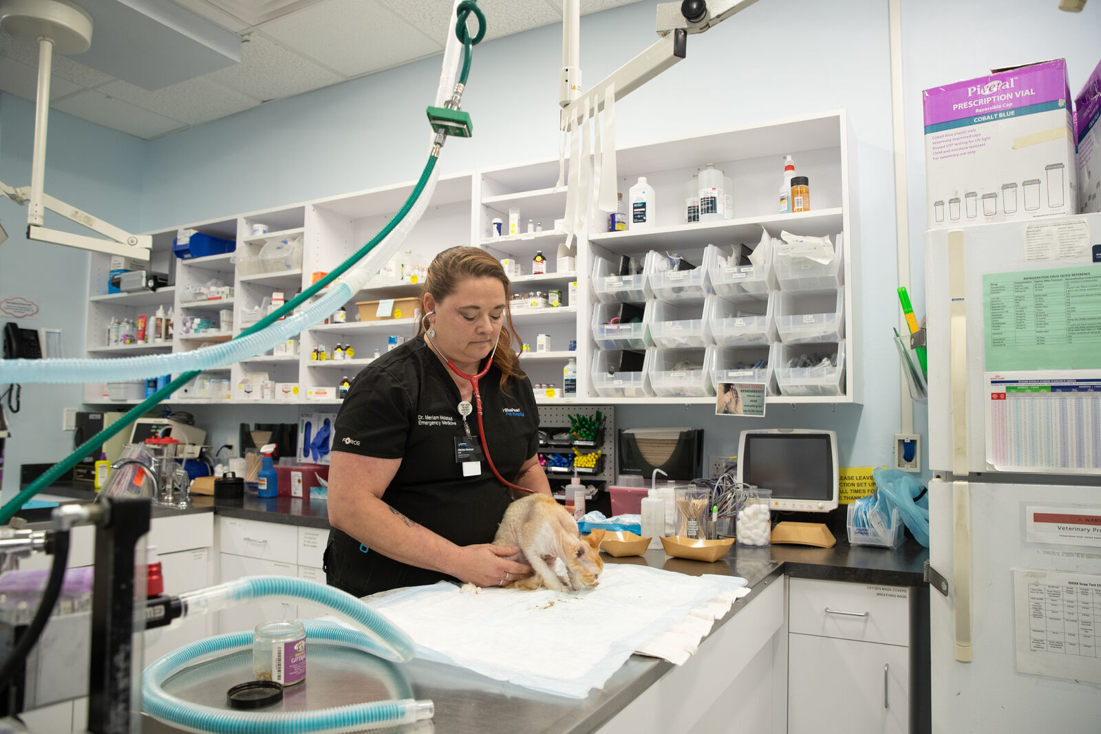 How to Recognize Signs of Trauma and Injury in Pets - BluePearl Pet ...