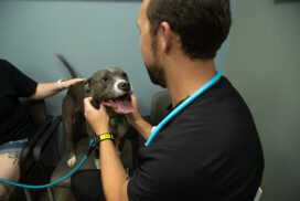 Your Complete Guide to Navigating Pet Emergencies - BluePearl Pet Hospital