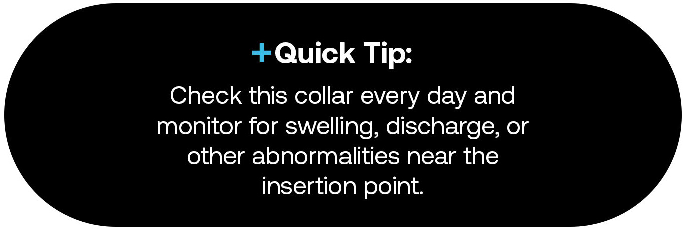 How to Feed Your Pet Using a Feeding Tube At Home | How to Videos ...