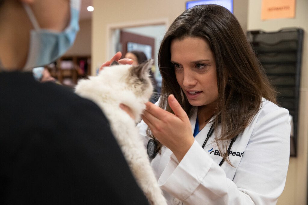 What to Expect: Your Pet’s Emergency Vet Bill - BluePearl Pet Hospital