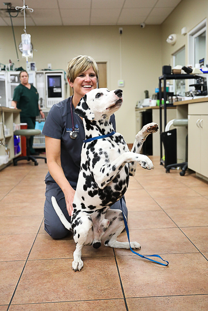Veterinary Follow-Up Care: Helping Your Pet Heal Beyond the ER ...