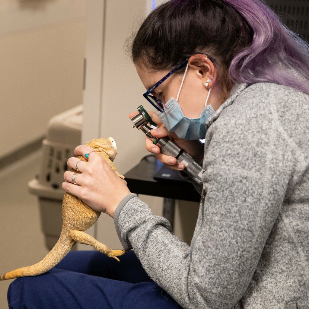 Avian & Exotics Medicine - BluePearl Pet Hospital