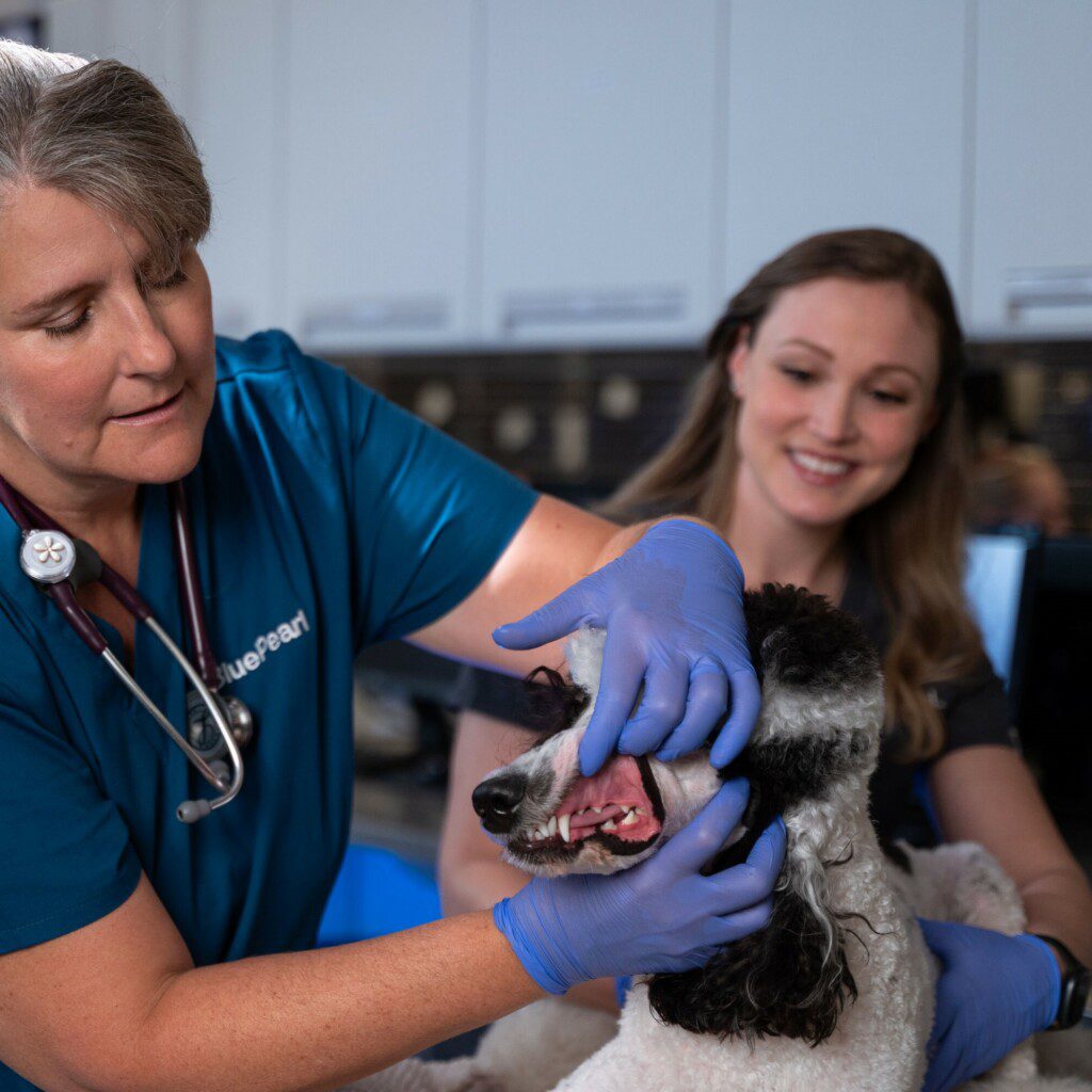 Dentistry & Oral Surgery - BluePearl Pet Hospital